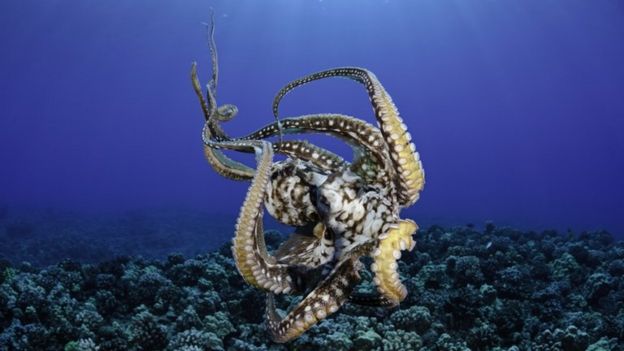Fighting octopuses 'change colour to signal intent' - BBC News