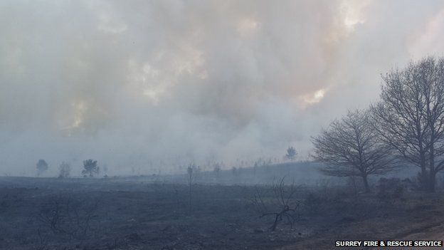 Pirbright fires: Rare sand lizards and smooth snakes killed - BBC News