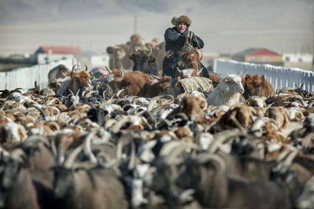 The migration of the eagle hunters - BBC News