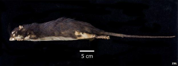 Caribbean super-rat history extracted from DNA - BBC News