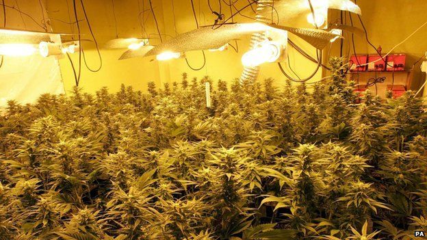 Cannabis factories on the rise in Kent - BBC News