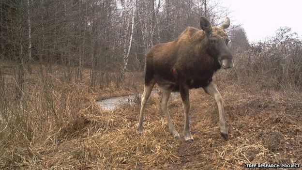 Cameras reveal the secret lives of Chernobyl's wildlife - BBC News
