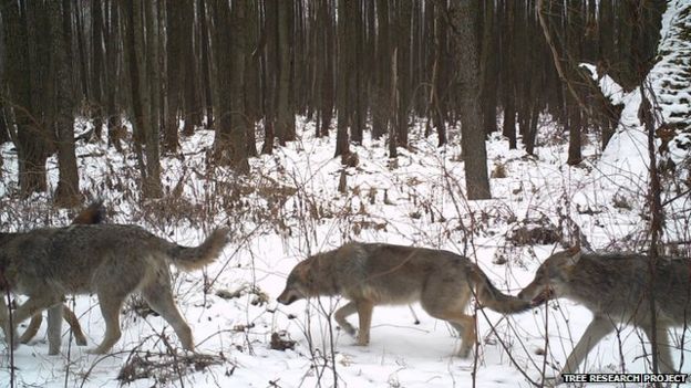 Cameras reveal the secret lives of Chernobyl's wildlife - BBC News