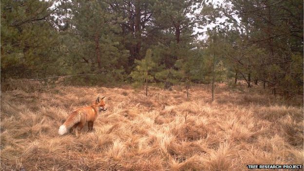 Cameras reveal the secret lives of Chernobyl's wildlife - BBC News
