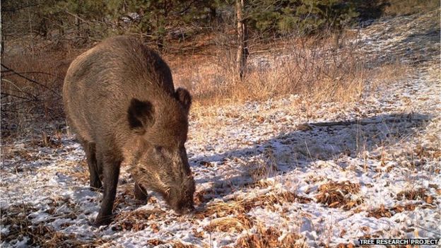Cameras reveal the secret lives of Chernobyl's wildlife - BBC News
