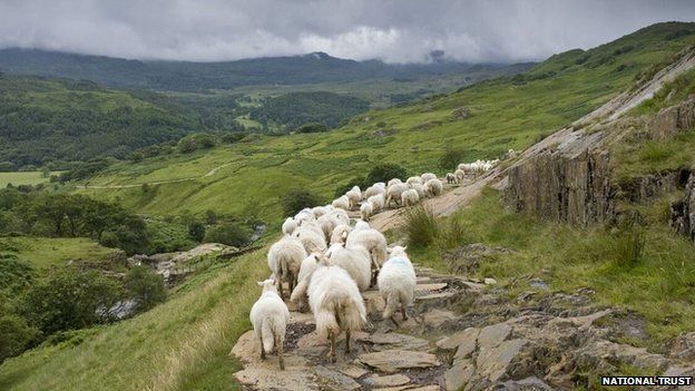 Second shepherd needed to manage 1,600 sheep in Snowdonia - BBC News