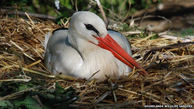 Storks brought to Norfolk's Shorelands Wildlife Gardens, Diss - BBC News