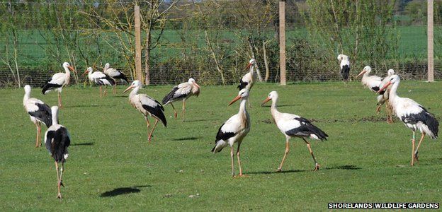 Storks brought to Norfolk's Shorelands Wildlife Gardens, Diss - BBC News