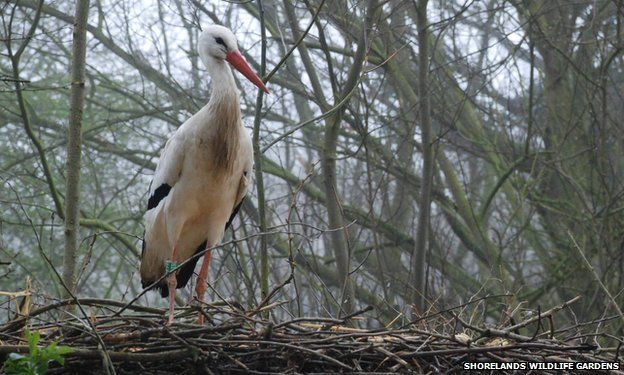 Storks brought to Norfolk's Shorelands Wildlife Gardens, Diss - BBC News