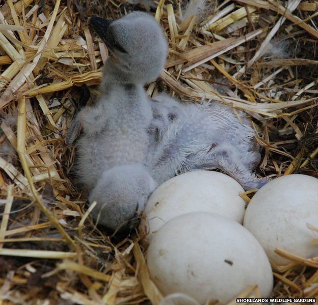 Storks brought to Norfolk's Shorelands Wildlife Gardens, Diss - BBC News