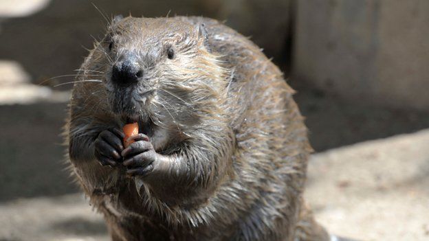 Pregnant beavers shot by landowners in Tayside - BBC News