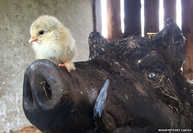 Mountfitchet Castle chicks hatch in 'boar's sty' - BBC News