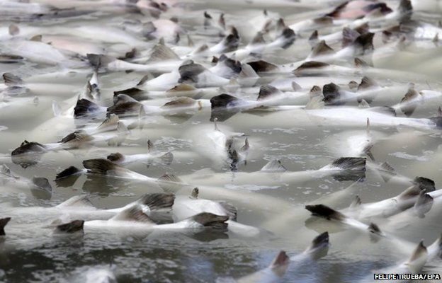 Week in pictures: 25 April-1 May 2015 - BBC News