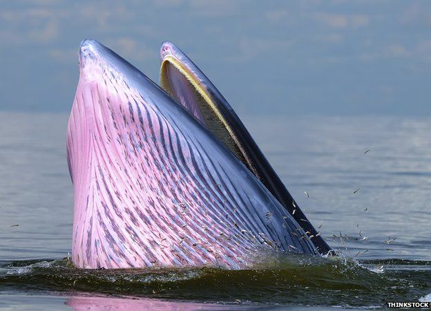 Big whales have stretchy nerves to help them gulp - BBC News