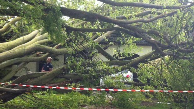 'Nationally significant' tree crashes into Suffolk homes - BBC News