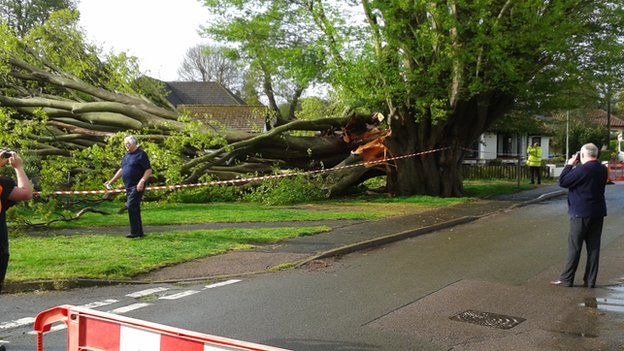 'Nationally significant' tree crashes into Suffolk homes - BBC News
