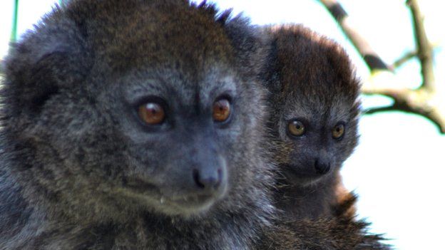 Endangered lemur born at Curraghs Wildlife Park - BBC News