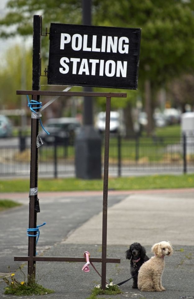 Dogs waiting sadly outside polling stations could be election day memes ...