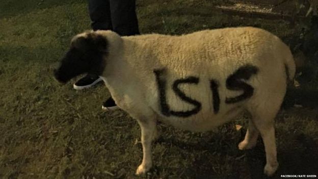 Sheep kidnapped and spray painted ISIS in Auckland, New Zealand - BBC News