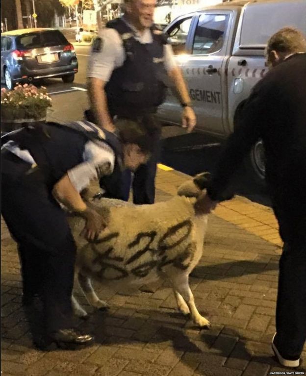 Sheep kidnapped and spray painted ISIS in Auckland, New Zealand - BBC News
