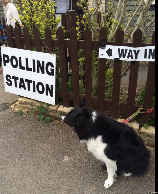 Dogs waiting sadly outside polling stations could be election day memes ...