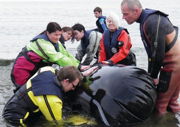 Two-tonne whale dummy used in marine rescue training - BBC News