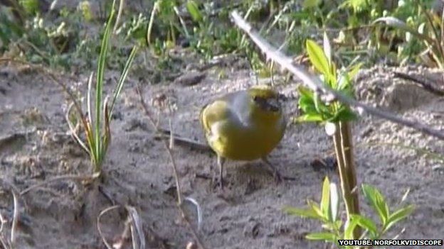 Citril finch spotted in Burnham Overy, Norfolk - BBC News