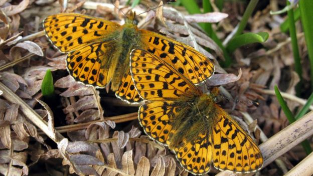 Rare British butterfly expands into Devon forest - BBC News