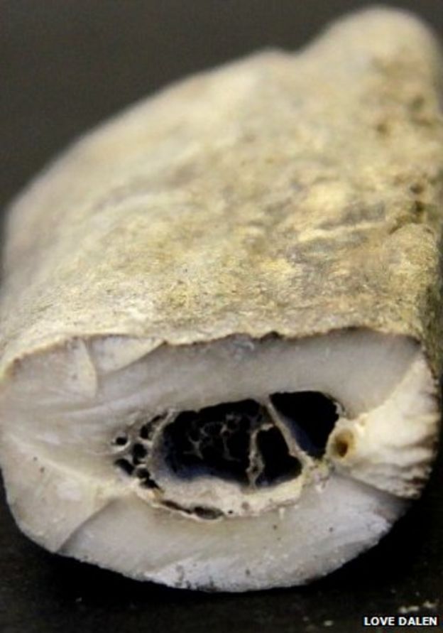 DNA hints at earlier dog evolution - BBC News