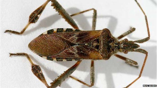 St Andrews team find size affects sexual reproduction in seed bugs ...