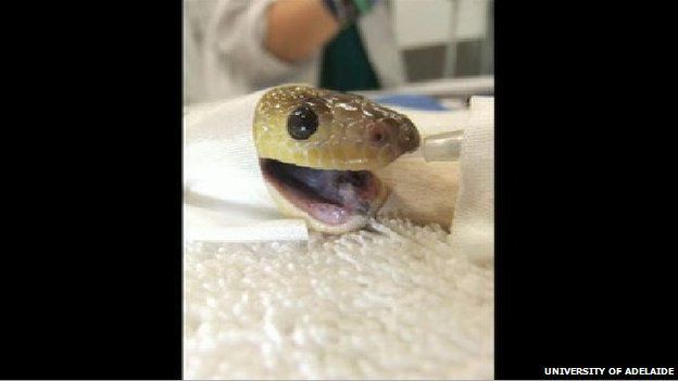 Australian pet python has BBQ tongs surgically removed - BBC News
