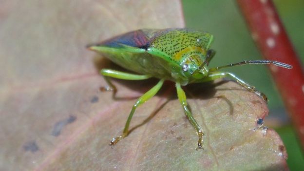Your pictures of Scotland: 8-15 May - BBC News