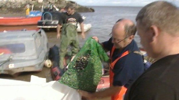 Cockle beds 'contaminated' by sewage spill in Gowerton - BBC News