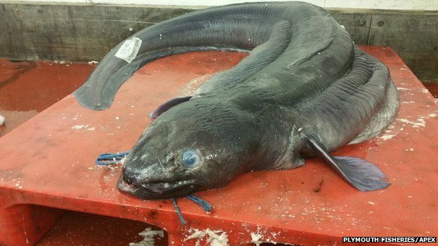 Devon conger eel close to record - BBC News