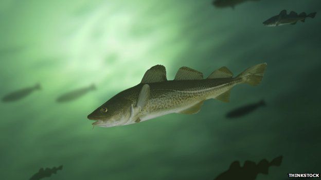 Grey seals are compromising cod stock recovery plans - BBC News