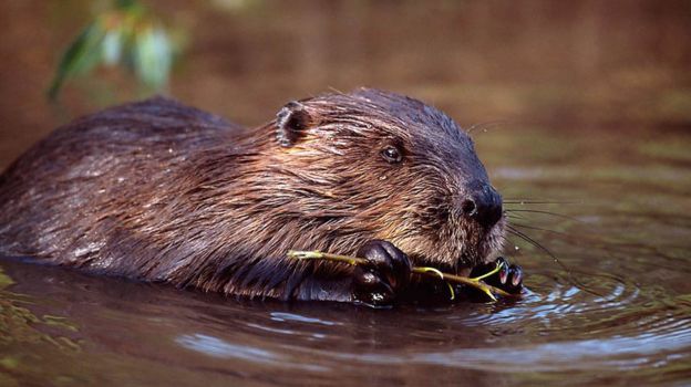 Beaver reintroduction backed by National Trust for Scotland - BBC News