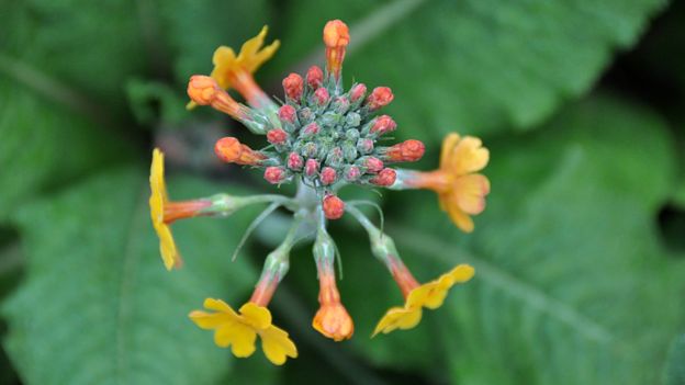 Dark matter and bright blooms at the Chelsea Flower Show - BBC News