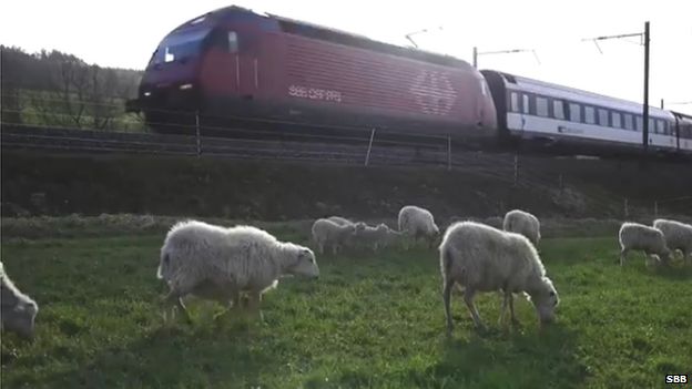 Switzerland: Rail company deploys 'lawnmower sheep' - BBC News