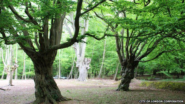 Tree Week: London's green and pleasant land - BBC News