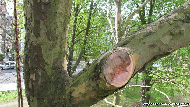 Tree Week: London's green and pleasant land - BBC News