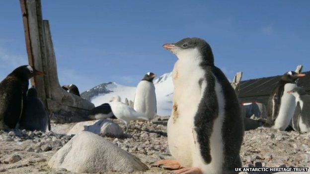 Antarctic postmasters picked for penguin-packed peninsula - BBC News