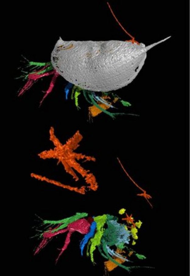 A 425-million-year-old parasite found attached to host - BBC News