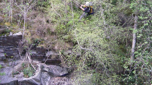 Raven entangled in twine on Powys cliff rescued by RSPCA - BBC News