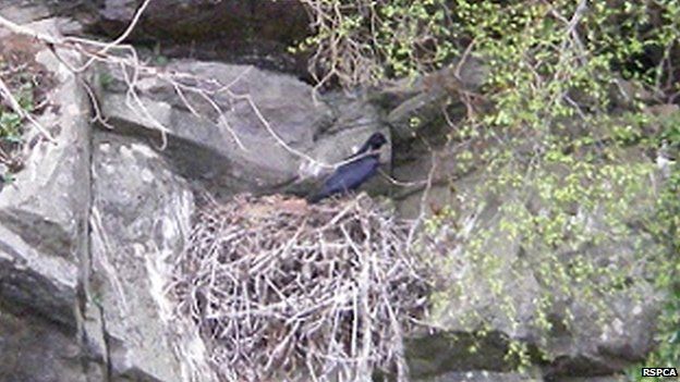 Raven entangled in twine on Powys cliff rescued by RSPCA - BBC News
