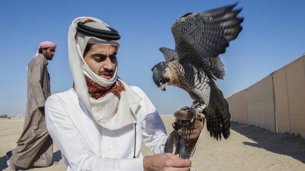 Welcome to the falcon hospital of Qatar - BBC News