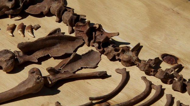 'Ice Age' wolf bones found in Thornton Cleveleys garden - BBC News