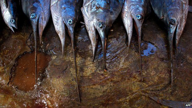 Hawaii man dies after being impaled by swordfish - BBC News