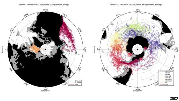 'Tweeting' seals chart the world's oceans - BBC News