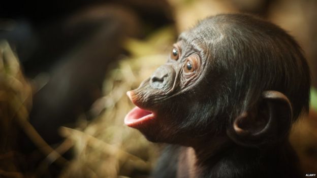 Listening to the language of apes - BBC News