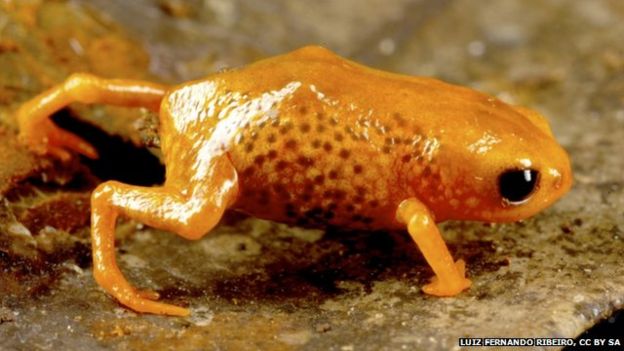 Seven tiny frog species found on seven mountains - BBC News